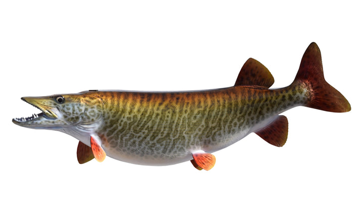 Muskie Fish Mounts | King Sailfish Mounts