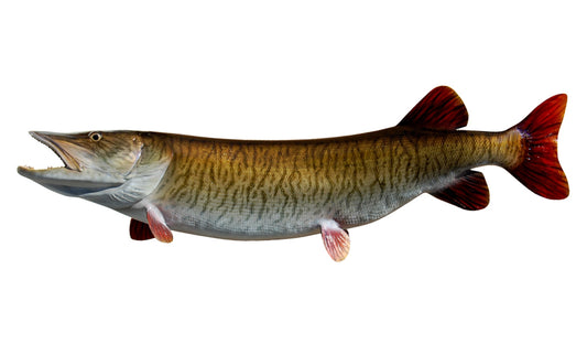 Muskie Fish Mounts | King Sailfish Mounts