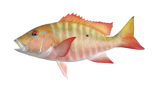 Mutton Snapper Fish Mounts | King Sailfish Mounts