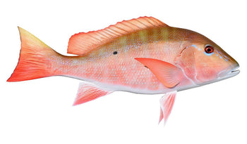 Mutton Snapper Fish Mounts | King Sailfish Mounts