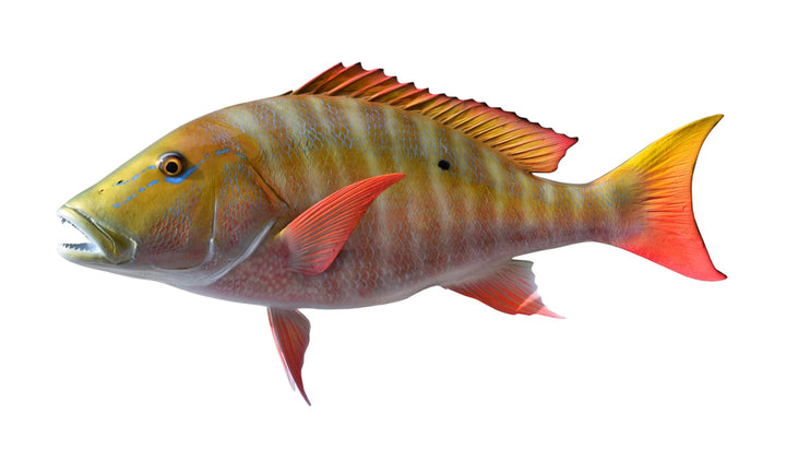 Mutton Snapper Fish Mounts | King Sailfish Mounts