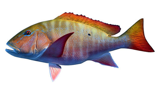 Mutton Snapper Fish Mounts | King Sailfish Mounts