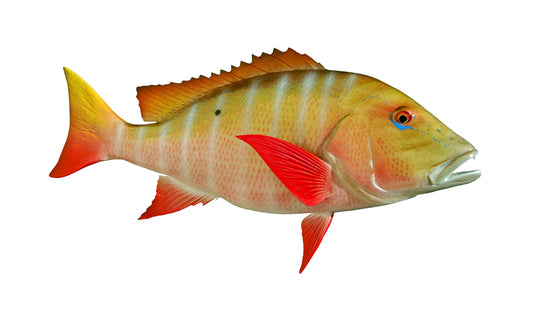 Mutton Snapper Fish Mounts | King Sailfish Mounts