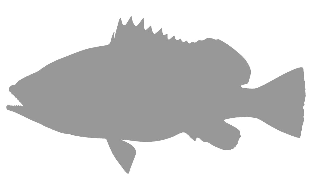 26-Inch Nassau Grouper Blank Fish Mounts, Standard | King Sailfish Mounts
