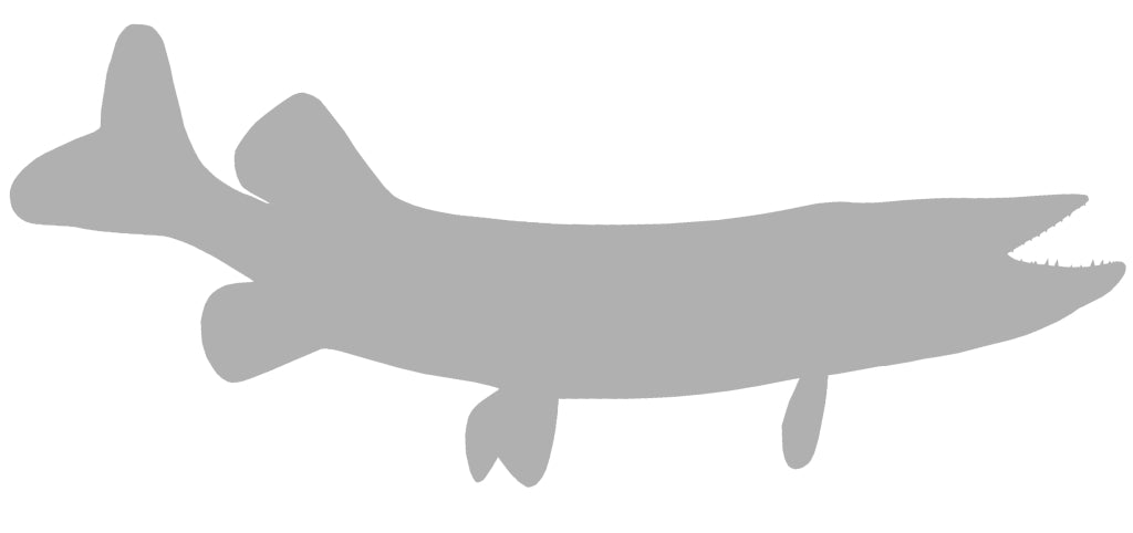 32-Inch Northern Pike Blank Fish Mounts, Standard | King Sailfish Mounts