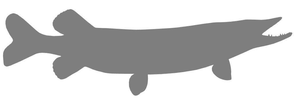 35-Inch Northern Pike Blank Fish Mounts, Standard | King Sailfish Mounts