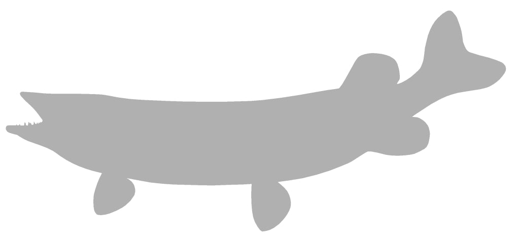 41-Inch Northern Pike Blank Fish Mounts, Standard | King Sailfish Mounts