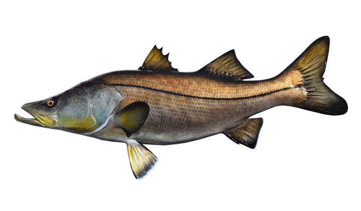 Pacific Black Snook Fish Mounts | King Sailfish Mounts