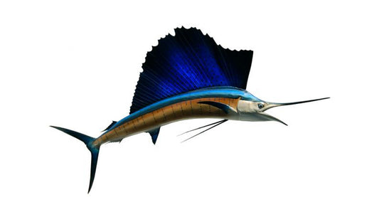 Pacific Sailfish Fish Mounts | King Sailfish Mounts