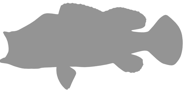 Fish Blanks, Standard | King Sailfish Mounts