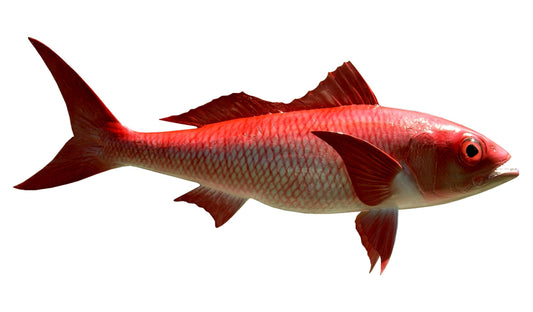 Queen Snapper Fish Mounts | King Sailfish Mounts