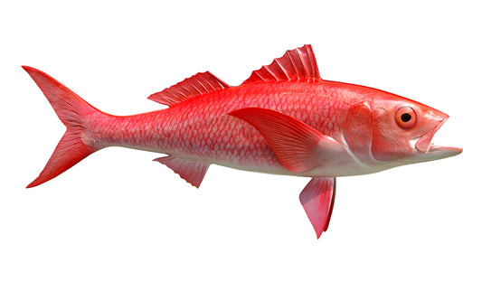 Queen Snapper Fish Mounts | King Sailfish Mounts