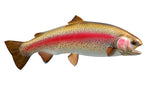 16-Inch Rainbow Trout Fish Mount | King Sailfish Mounts