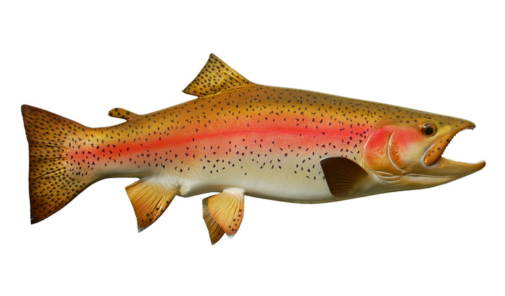 Rainbow Trout Fish Mounts | King Sailfish Mounts