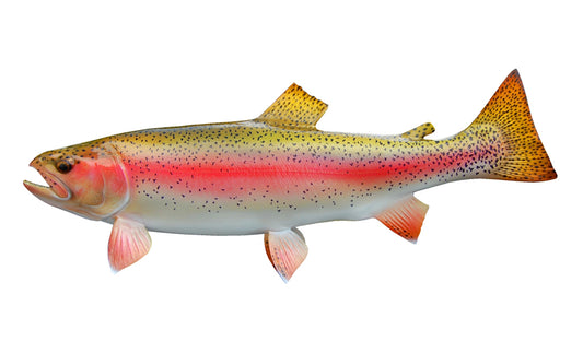 Rainbow Trout Fish Mounts | King Sailfish Mounts