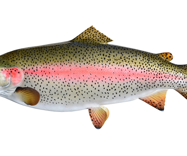 Rainbow Trout Forms RAINBOW TROUT Vector Illustration | AnnTheGran.com