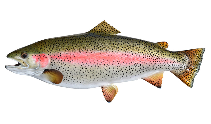 Rainbow Trout Fish Mounts | King Sailfish Mounts