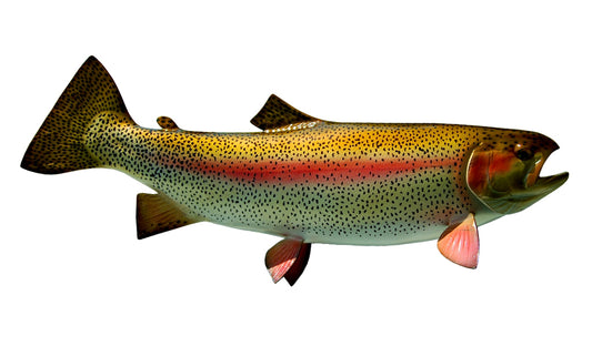 Rainbow Trout Fish Mounts | King Sailfish Mounts