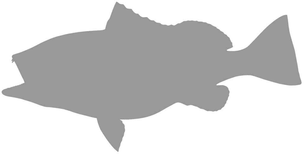 25-Inch Red Grouper Blank Fish Mounts, Standard | King Sailfish Mounts