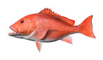 36-Inch Red Snapper Fish Mount | King Sailfish Mounts