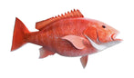38-Inch Red Snapper Fish Mount | King Sailfish Mounts