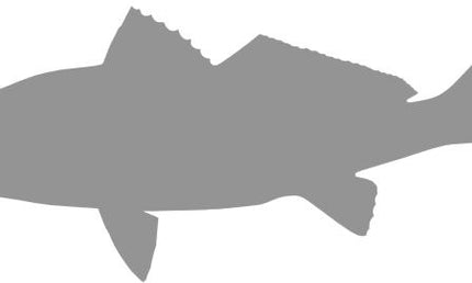 36-Inch Redfish Blank Fish Mounts, Standard | King Sailfish Mounts