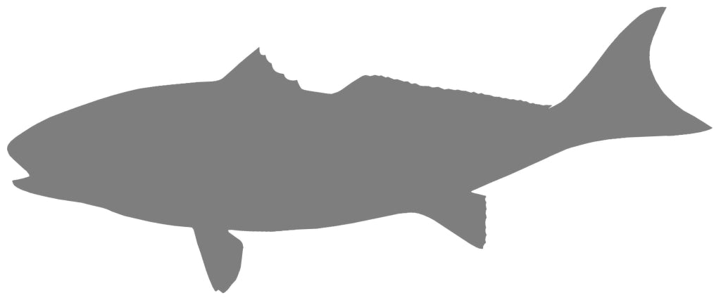 46-Inch Redfish Blank Fish Mounts, Standard | King Sailfish Mounts