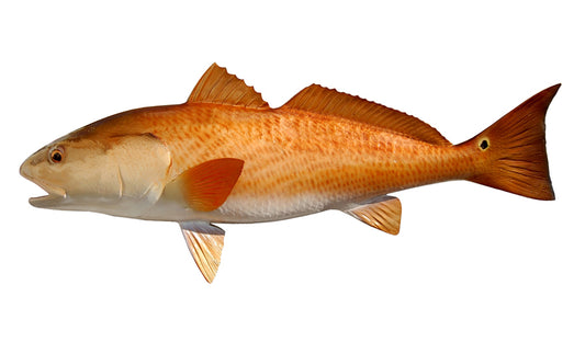 Redfish Fish Mounts | King Sailfish Mounts