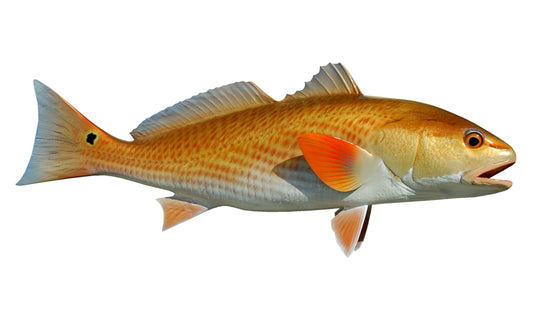 Redfish Fish Mounts | King Sailfish Mounts