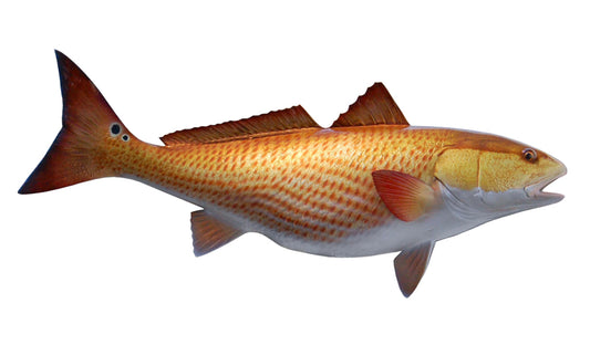 Redfish Fish Mounts | King Sailfish Mounts