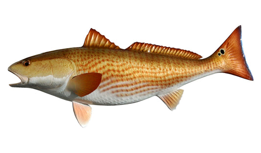 Redfish Fish Mounts | King Sailfish Mounts