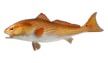 Redfish Fish Mounts | King Sailfish Mounts