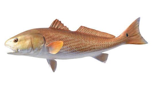 Redfish Fish Mounts | King Sailfish Mounts