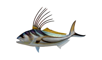 Roosterfish Fish Mounts | King Sailfish Mounts