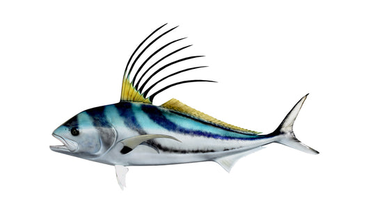 Roosterfish Fish Mounts | King Sailfish Mounts