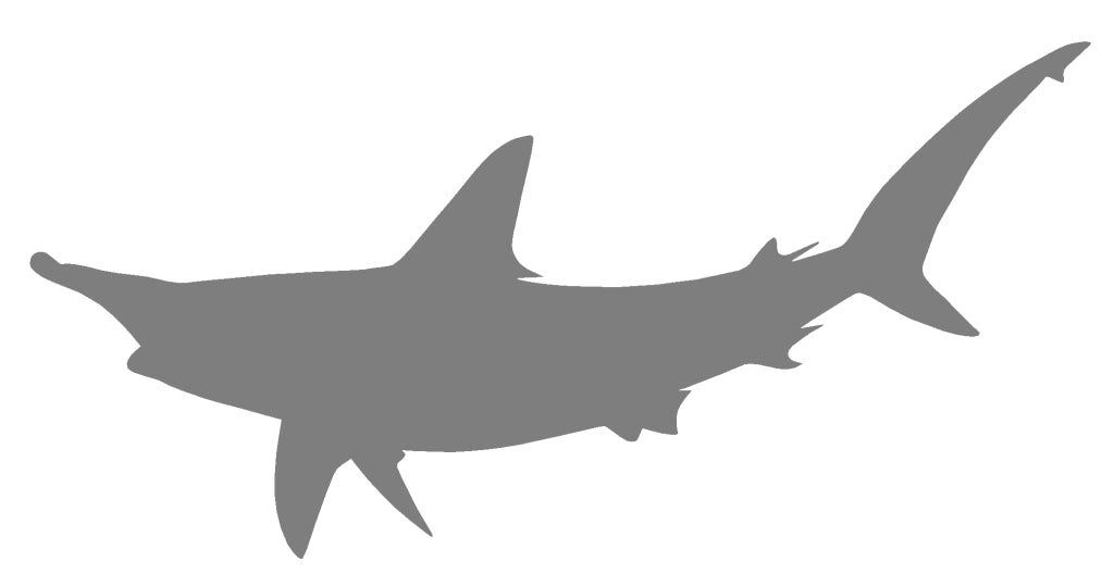 86-Inch Hammerhead Shark Blank Fish Mounts, Standard | King Sailfish Mounts