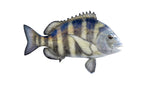 25-Inch Sheepshead Fish Mount | King Sailfish Mounts