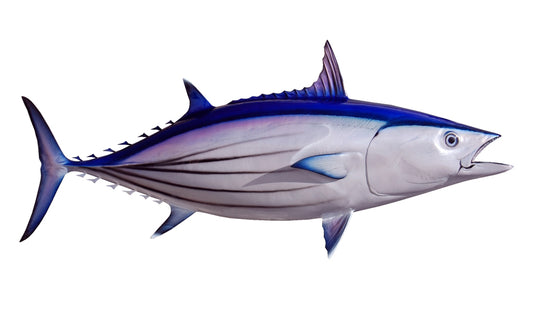 35-Inch Skipjack Tuna Fish Mount | King Sailfish Mounts
