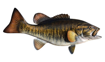 Smallmouth Bass Fish Mounts | King Sailfish Mounts