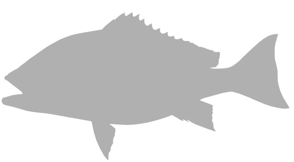 36-Inch Red Snapper Blank Fish Mounts, Standard | King Sailfish Mounts