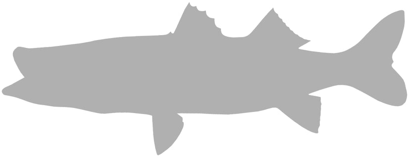 Common Snook Fish Blanks, Standard | King Sailfish Mounts