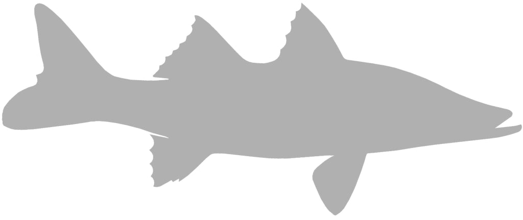 31-Inch Common Snook Blank Fish Mounts, Standard | King Sailfish Mounts