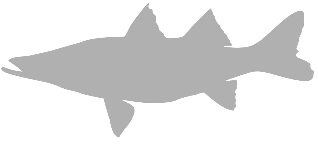 36-Inch Common Snook Blank Fish Mounts, Standard | King Sailfish Mounts