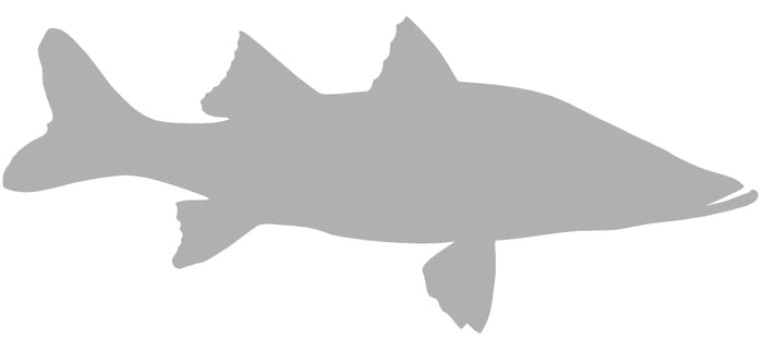 Common Snook Fish Blanks, Standard | King Sailfish Mounts