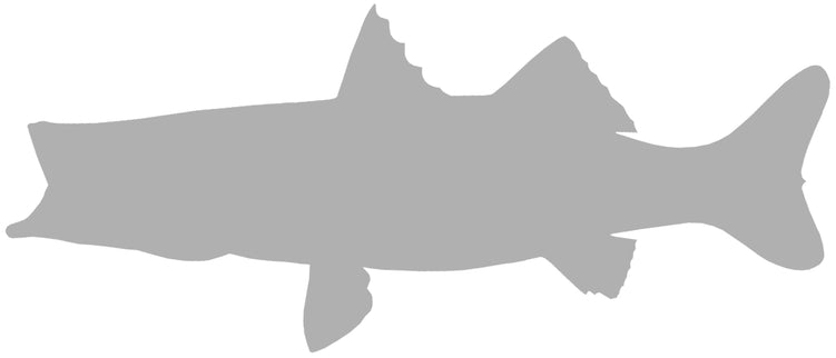 Common Snook Fish Blanks, Standard | King Sailfish Mounts