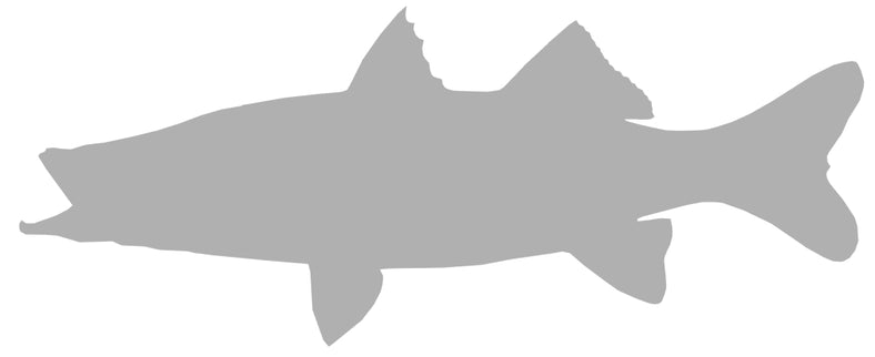 Common Snook Fish Blanks, Standard | King Sailfish Mounts