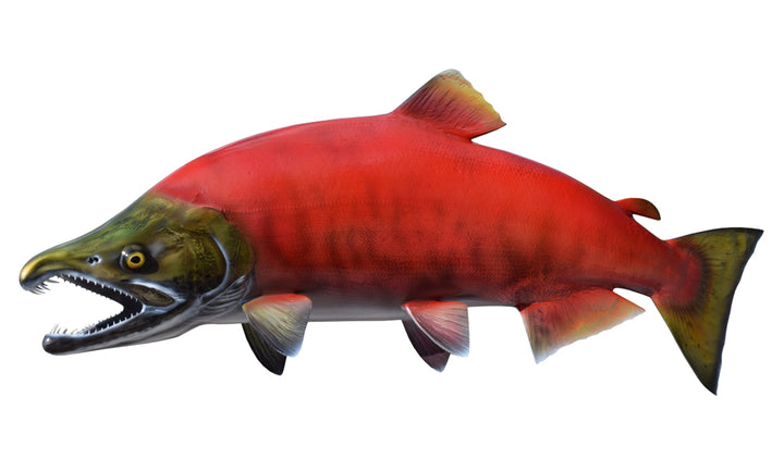 Sockeye Salmon Fish Mounts | King Sailfish Mounts