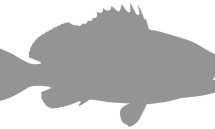 20-Inch Strawberry Grouper Blank Fish Mount, Standard | King Sailfish ...
