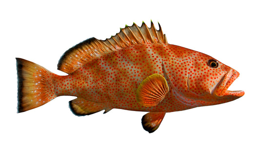 Strawberry Grouper Fish Mounts | King Sailfish Mounts