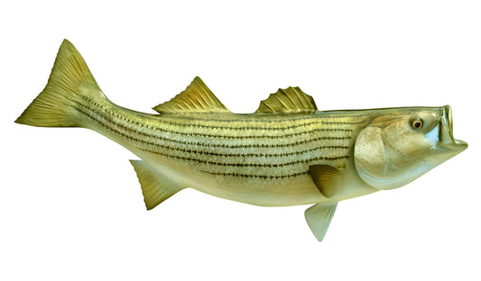 Striped Bass Fish Mounts | King Sailfish Mounts